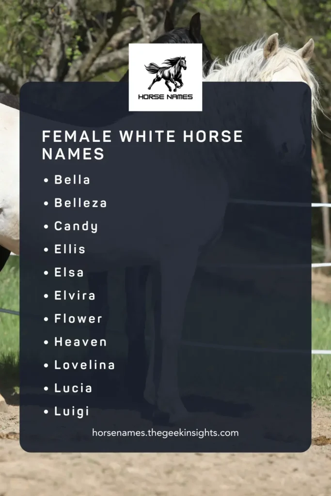 250+ White Horse Names - Horse Names