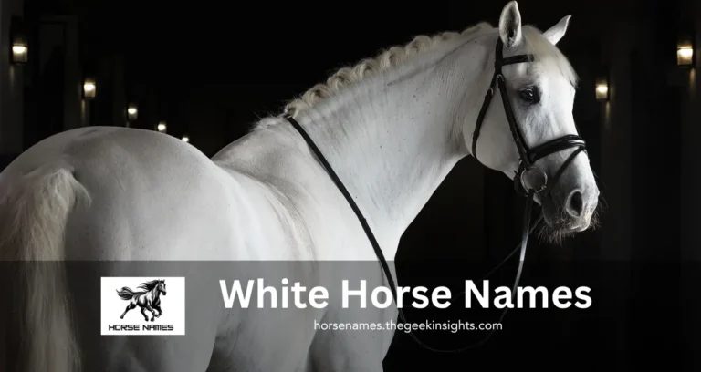 Lord of the Rings Horse Names - Horse Names