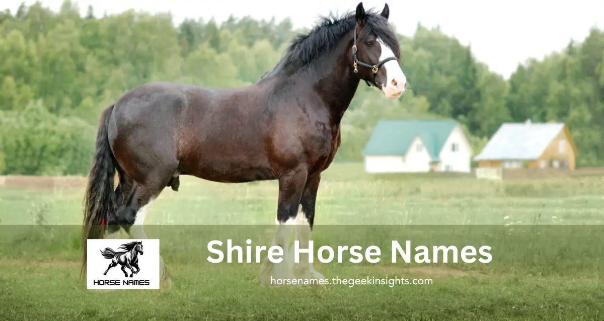 Majestic Monikers: 570 Best Shire Horse Names - Horse Names
