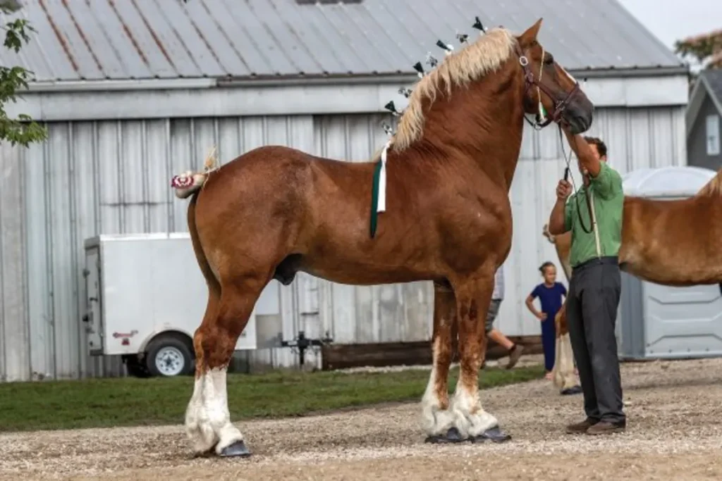 Draft Horse Names (Names Best for Large Breeds)