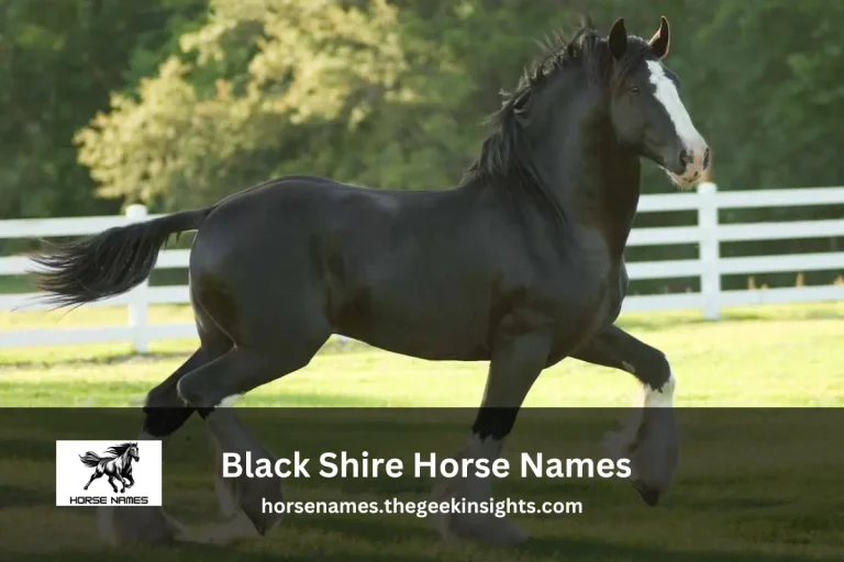 Shire Horse Size Comparison: Heights, Weights, Guide - Horse Names