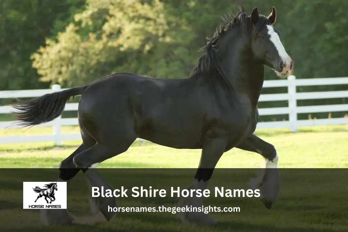 400+ Black Shire Horse Names - Horse Names