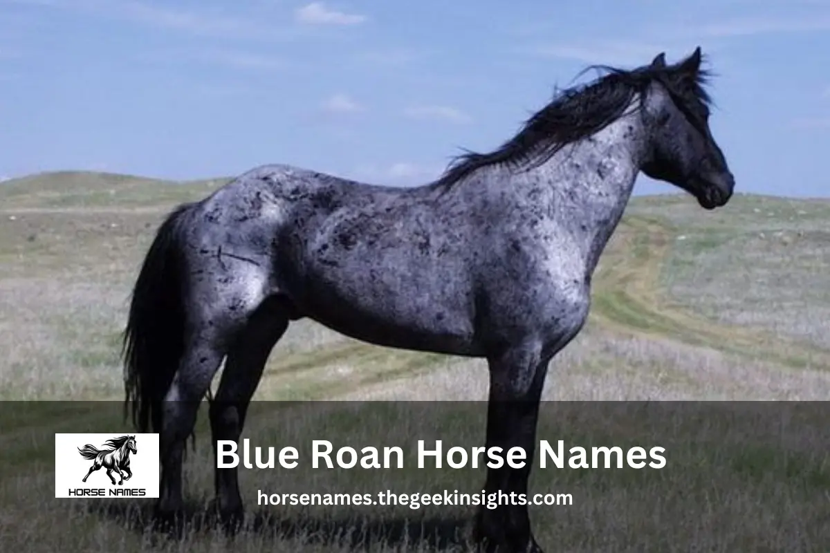 Blue Roan Horse Breed: Beauty, Genetics, and Legacy