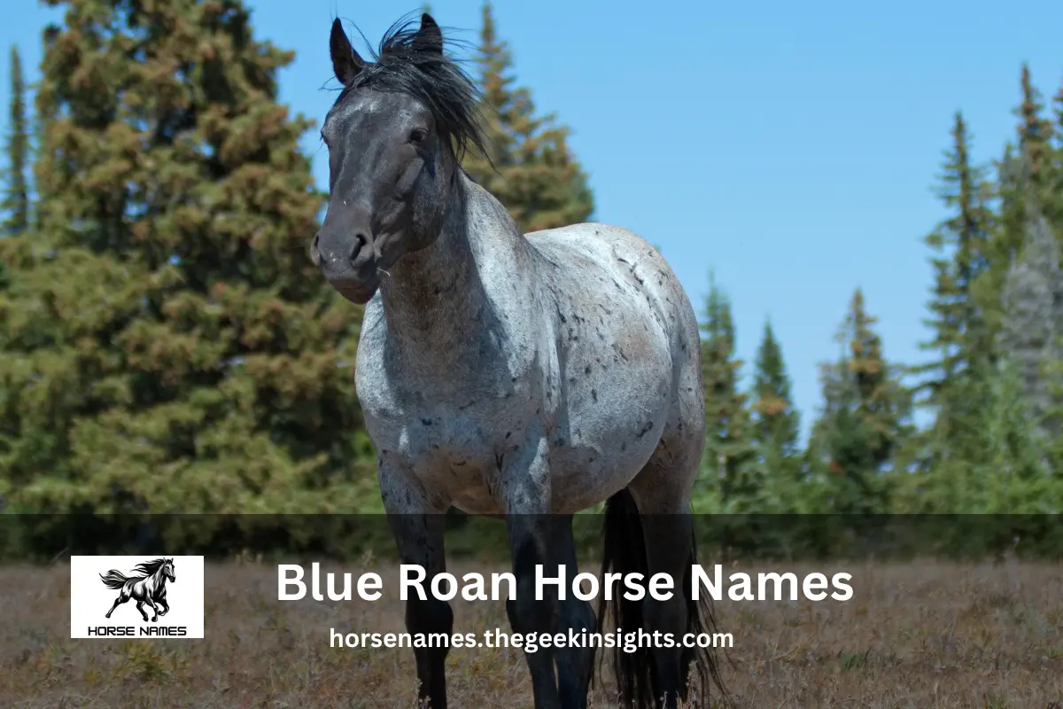 Blue Roan Horse Names - Horse Names