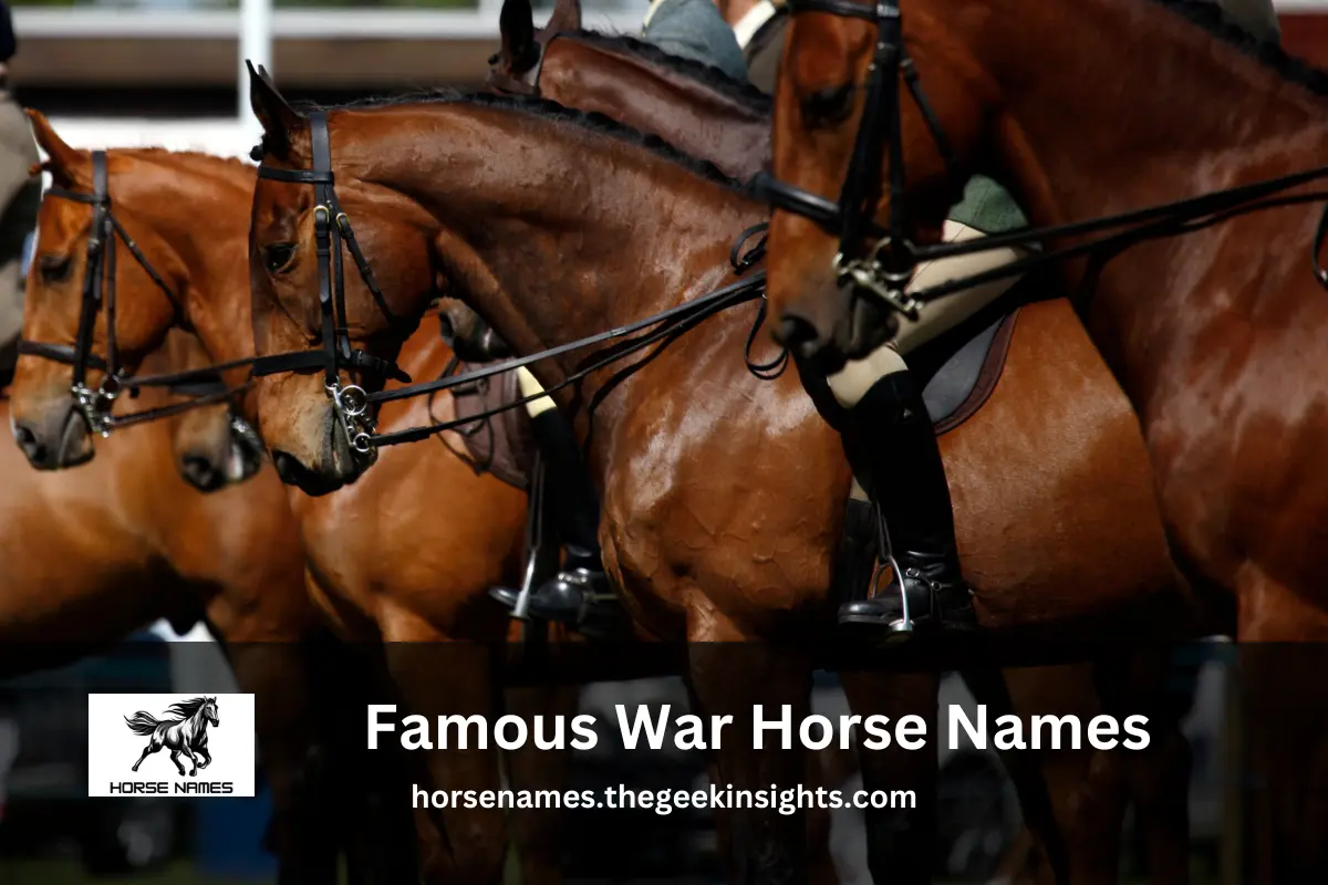 Famous War Horse Names - Horse Names