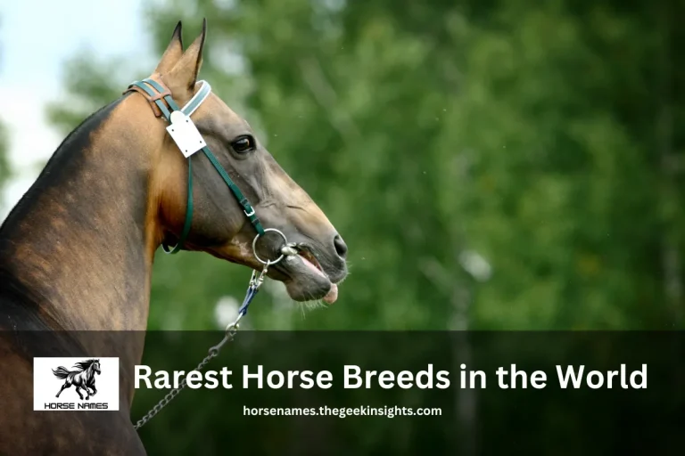 150+ Beautiful Female Horse Names - Horse Names