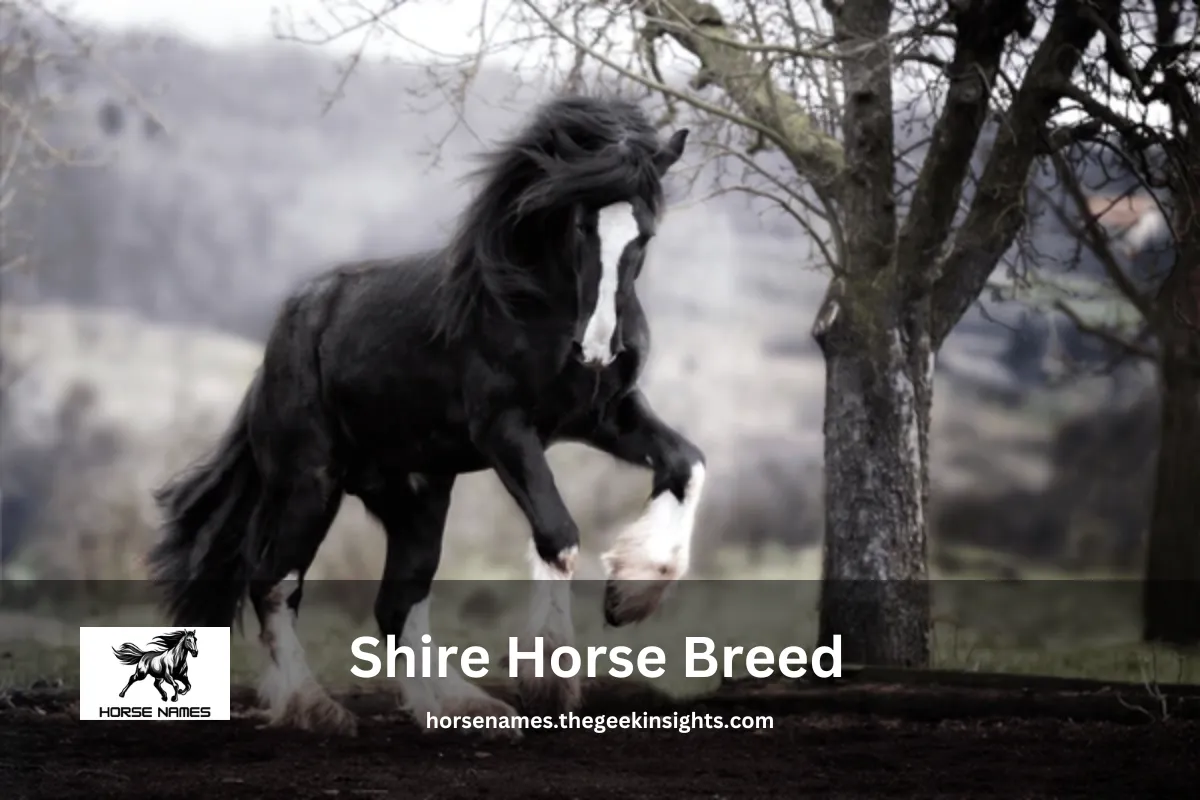 Shire Horse Breed: History, Traits, and Care Guide - Horse Names