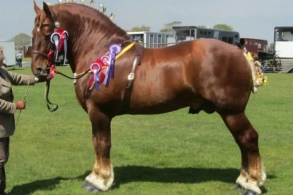 Draft Horse Names (Names Best for Large Breeds)