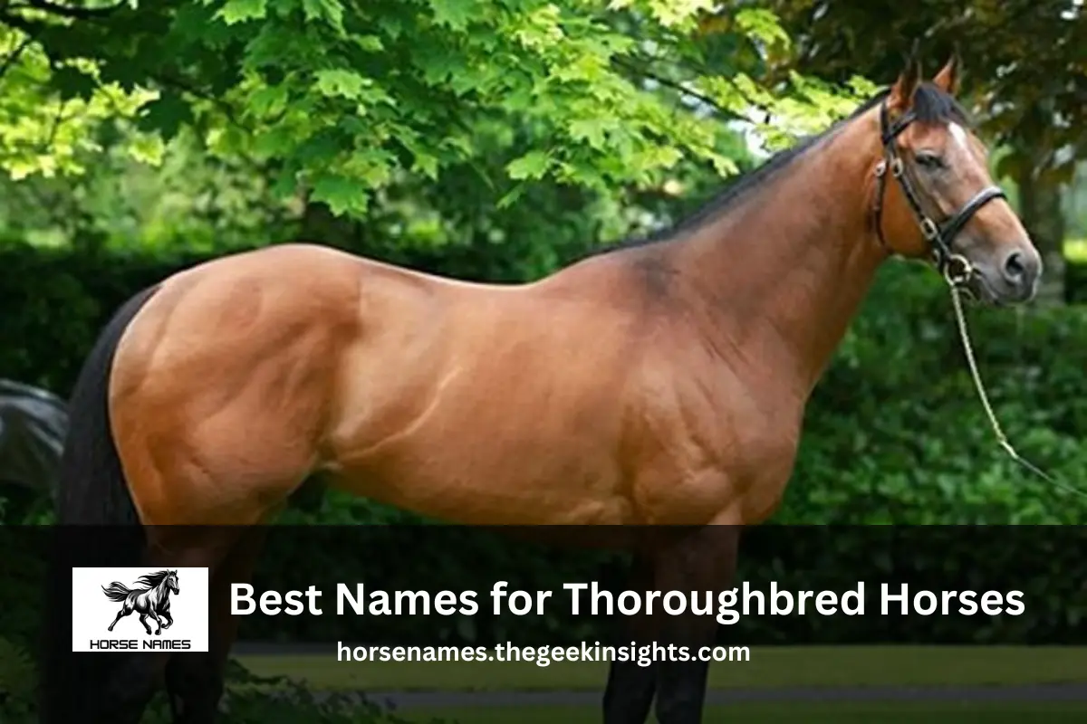 Best Names for Thoroughbred Horses - Horse Names