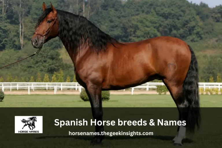 Medieval & Knight-Inspired Horse Names - Horse Names