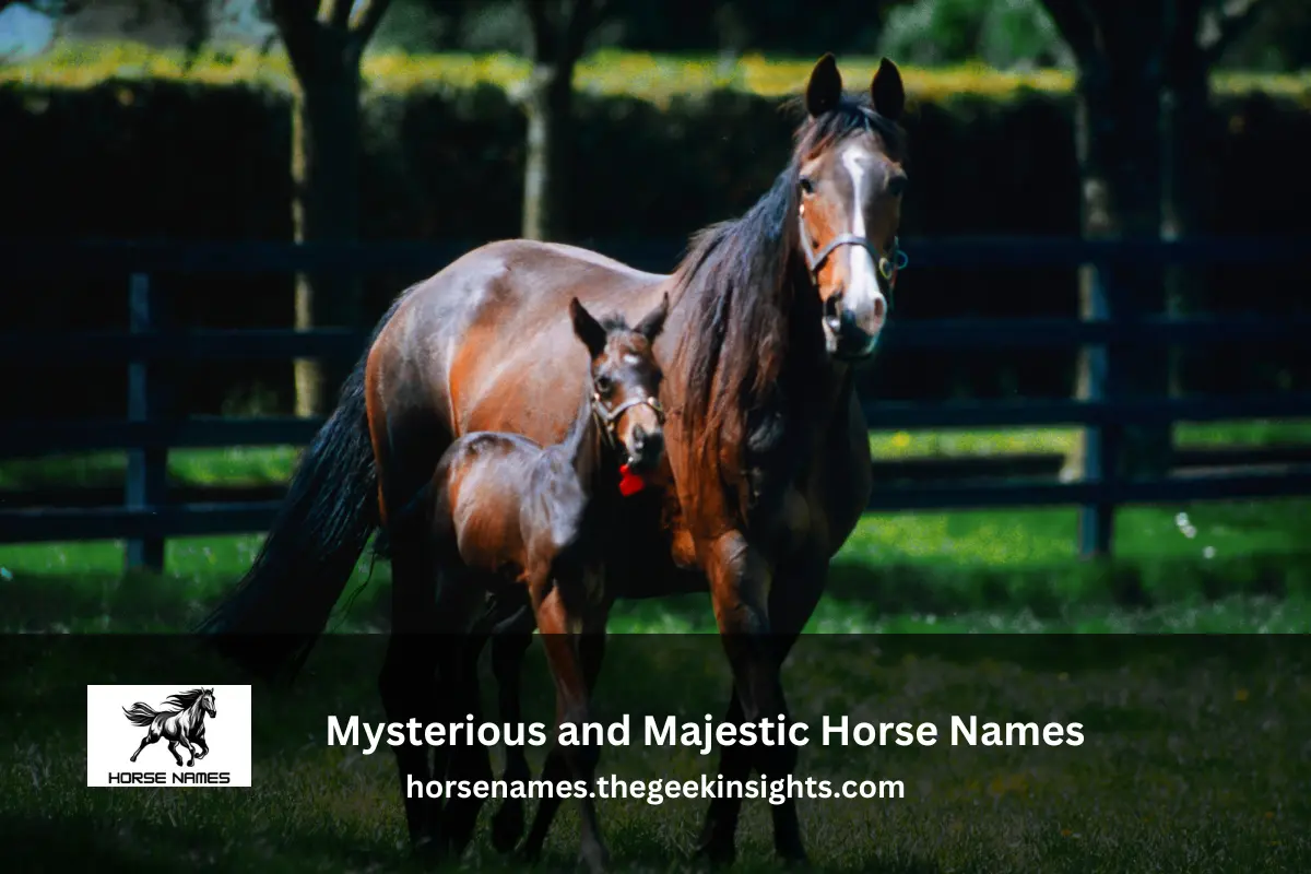 Best Names for Mysterious and Majestic Horses - Horse Names