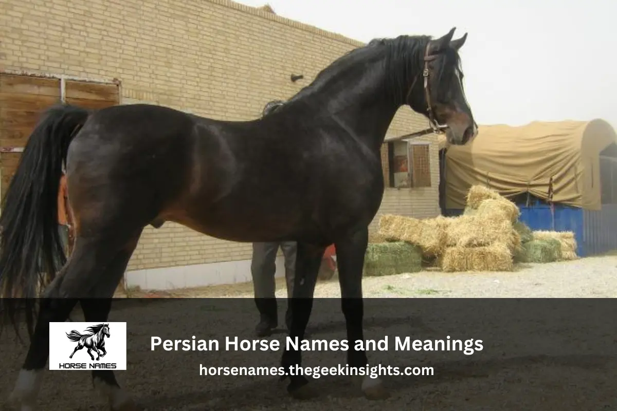 Persian Horse Names and Meanings - Horse Names